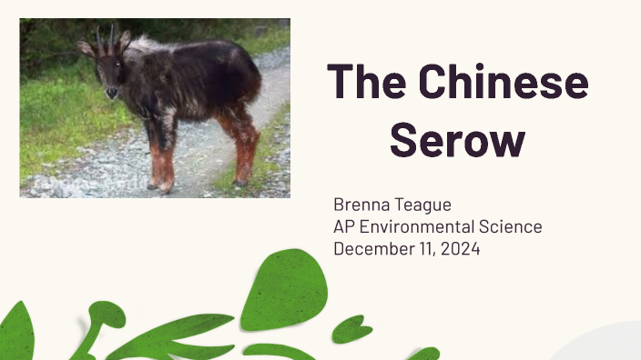 the chinese serow by Brenna Teague on Prezi