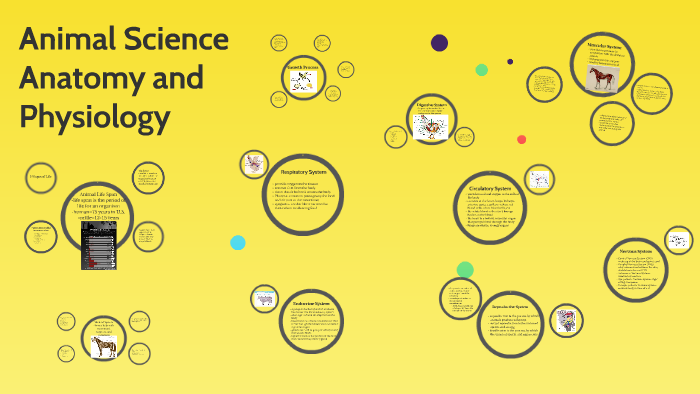 Animal Science Anatomy and Physiology by Amy Allen on Prezi