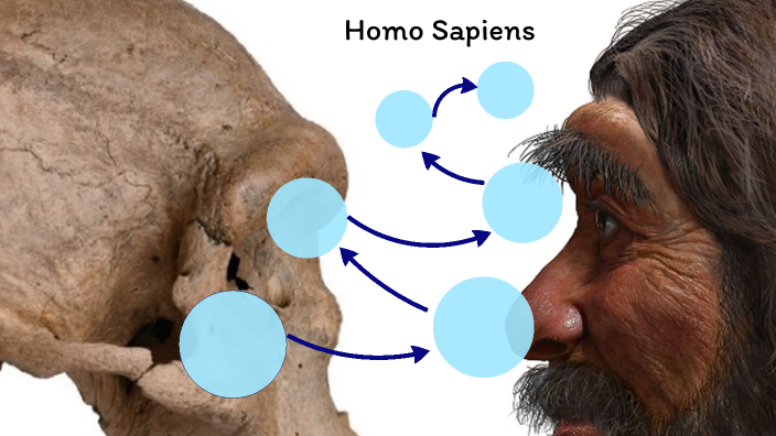 Homo Sapiens by joaquin Salguero on Prezi