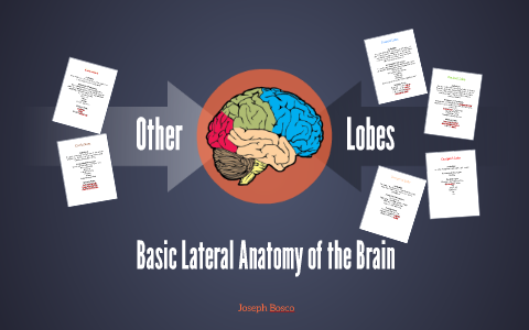 AP Biology Final Project - Lateral Anatomy of the Brain by Joey Bosco ...