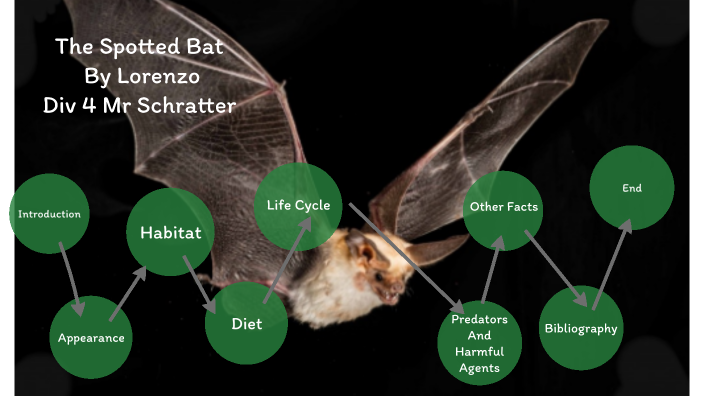 Spotted Bat by Michael Schratter on Prezi
