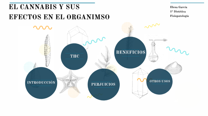 El Cannabis Y Sus Efectos By Elena García On Prezi