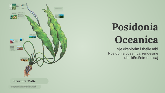 Posidonia Oceanica by daniela myrtaj on Prezi