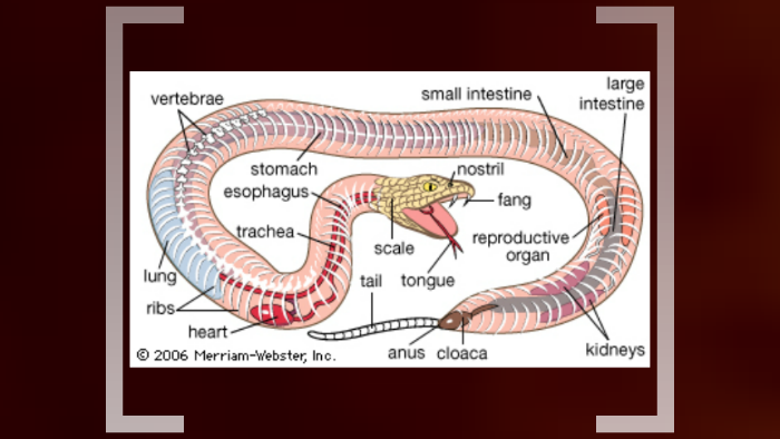 Snake (Ular Kapak) by nazmi masom on Prezi