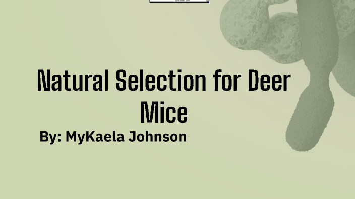 Deer Mice: Environmental Factors by mykaela johnson on Prezi