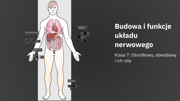 Budowa i funkcje układu nerwowego by Julia Adamska on Prezi