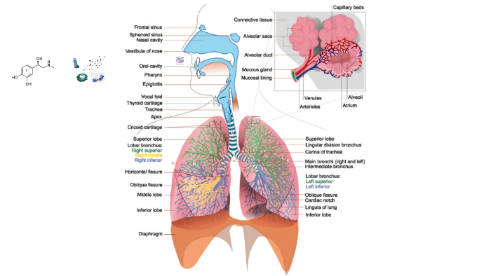 Respiratory System Anatomy by Alec Yu on Prezi