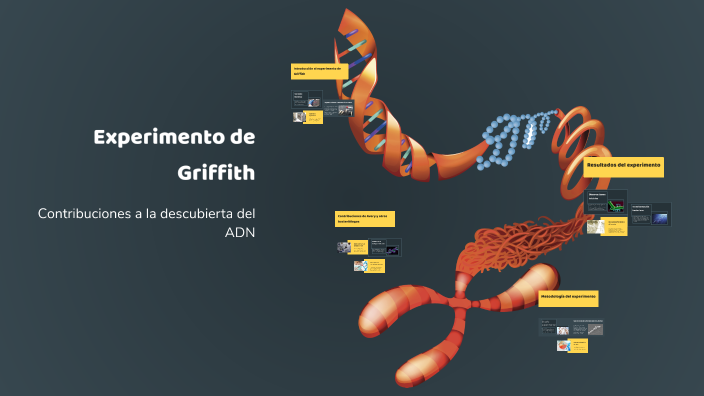 Experimento de Griffith by Fiorella Ruiz on Prezi