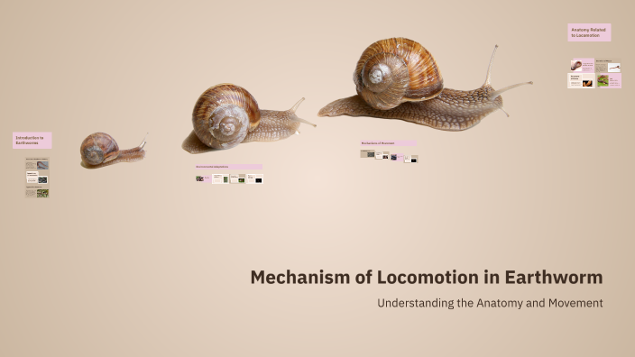 Mechanism of Locomotion in Earthworm by MUHAMMAD IZZUL IRFAN BIN AMIN ...