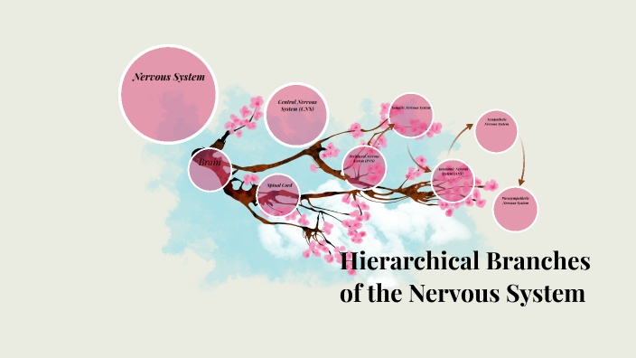 Hierarchical Branches of the Nervous System by ADRIANA CHAVEZ on Prezi