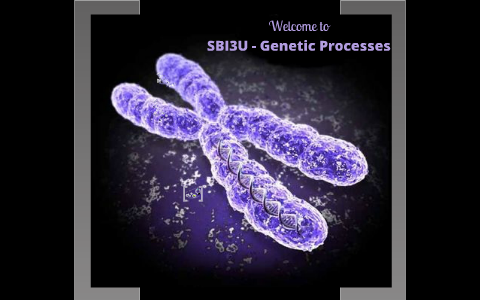 SBI3U - GENETIC PROCESSES by M Probst on Prezi