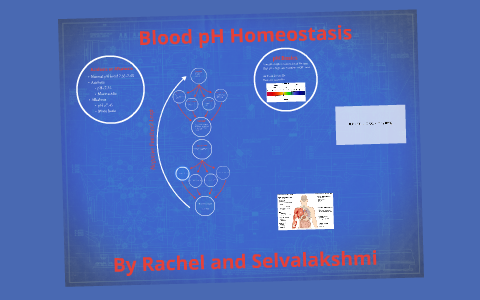 Blood pH Homeostasis by Rachel C on Prezi