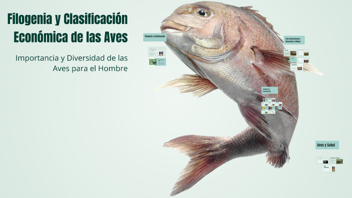 Filogenia y Clasificación Económica de las Aves by Giovanna Avila Esparza on Prezi