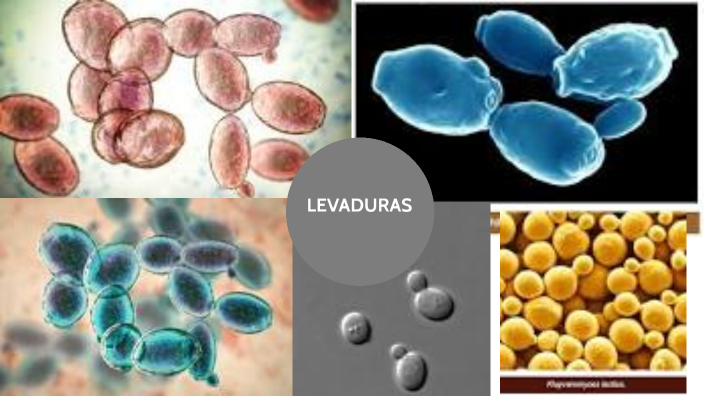 Cruz_Salgado_ Even Israel act recuperacion biologia celular by Even ...
