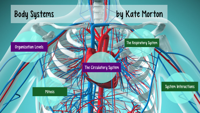 LC1 Summative Body Systems Model by KGM020 KGM020 on Prezi
