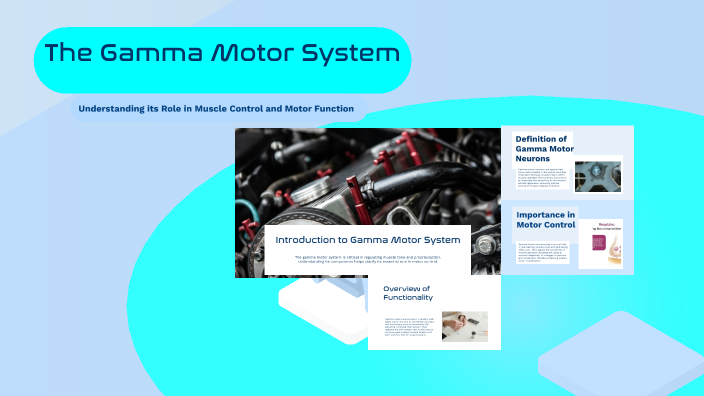 The Gamma Motor System by Aiyannah Harris on Prezi