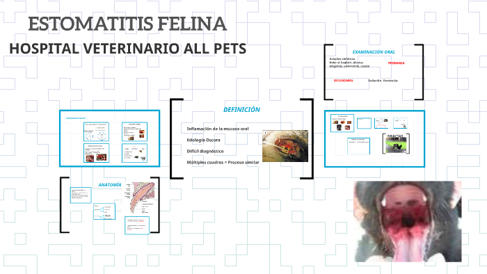 ESTOMATITIS FELINA by Roberto Espinoza on Prezi