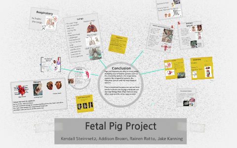Fetal Pig Project by Kendall Steinmetz on Prezi