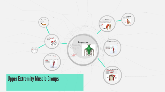 Upper Extremity Muscle Groups by Julius Gibson on Prezi