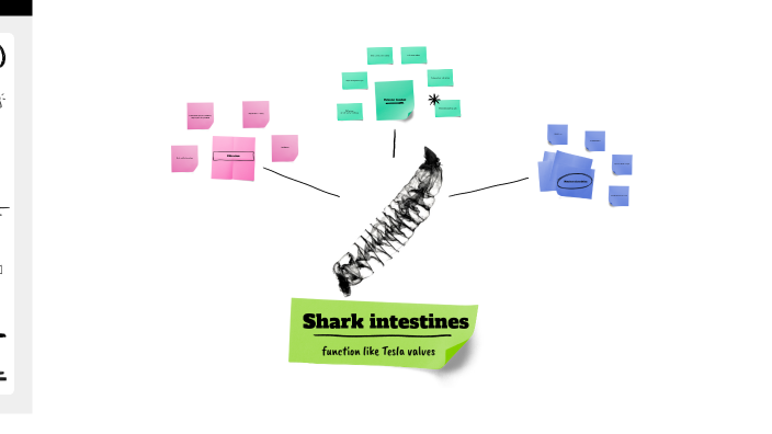 Shark Intestines function like Tesla valves by Cate D on Prezi