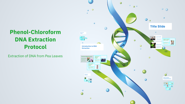 Phenol-Chloroform DNA Extraction Protocol by Hamzah Tamimi on Prezi