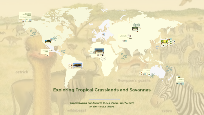 Exploring the Tropical Grassland/Savanna Biome by Reyna Mendoza Flores ...