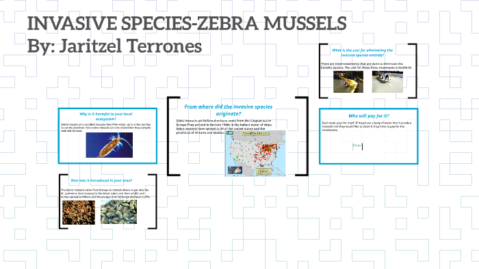 INVASIVE SPECIES-ZEBRA MUSSELS by Jaritzel Terrones on Prezi
