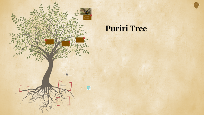 Puriri Tree by Katelyn McNamara on Prezi