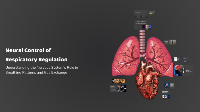 Neural Control of Respiratory Regulation by MR raq on Prezi