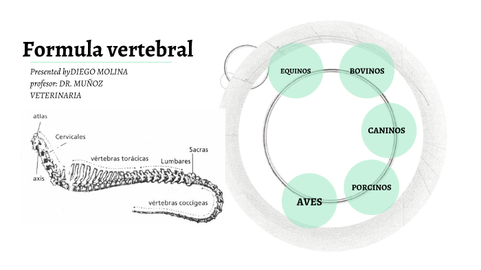 FORMULA VERTEBRAL by diego molina on Prezi
