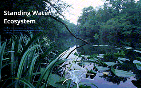 Water Ecosystems