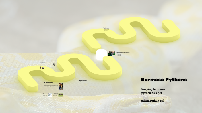 Burmese Pythons by berkay bal on Prezi