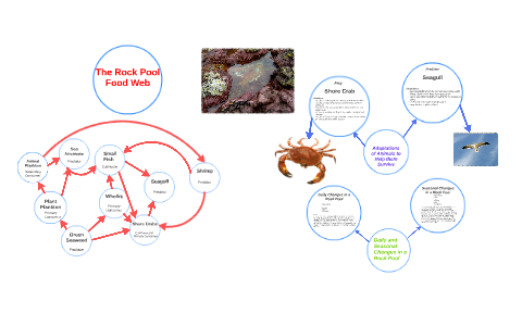 The Rock Pool Food Web by Aidan Kavanagh on Prezi
