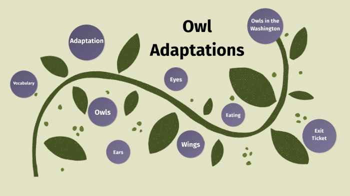 Owl Adaptations by Alyssa Kaplan on Prezi