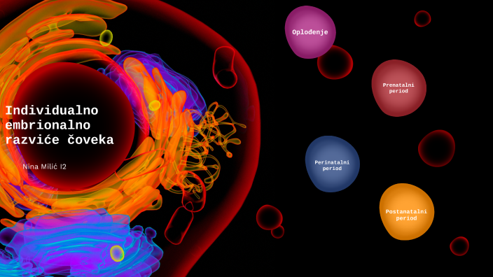 Individualno embrionalno razviće by Nina Milić on Prezi