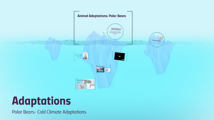 Animal Adaptations: Polar Bears by Emily Ponder on Prezi