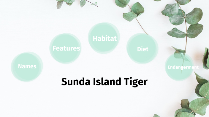 Sunda Island Tiger by Simone Mazur on Prezi