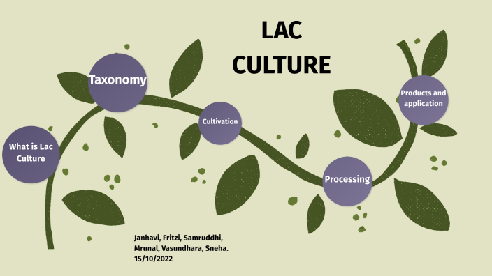 LAC CULTURE by Anjali Giri on Prezi