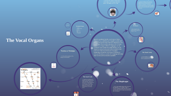 The Vocal Organs by August SJ