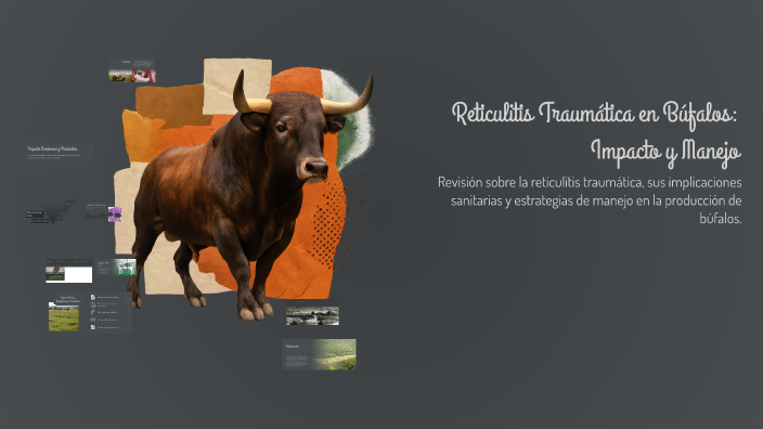 Reticulitis Traumática en Búfalos: Impacto y Manejo by Arktazz on Prezi