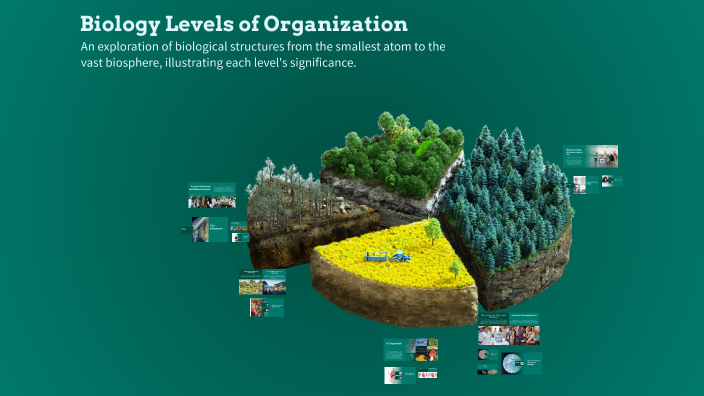 Biology Levels of Organization by Elizabeth Boyer on Prezi
