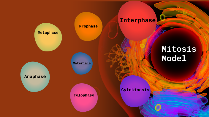 Mitosis Model Project by doaa taha on Prezi