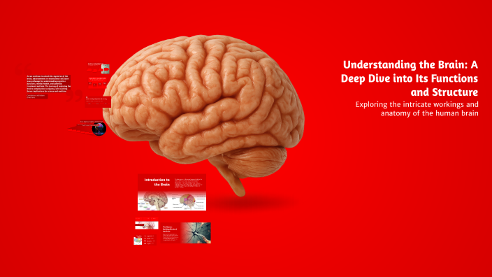 Understanding the Brain: A Deep Dive into Its Functions and Structure ...