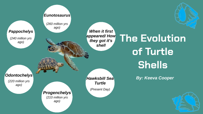 Evolution of Turtle Shells by Keeva Cooper on Prezi