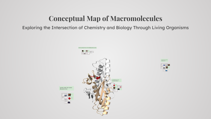 Conceptual Map of Macromolecules by Elvin Castro on Prezi