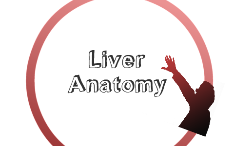 Liver Anatomy by Neal Larkman on Prezi