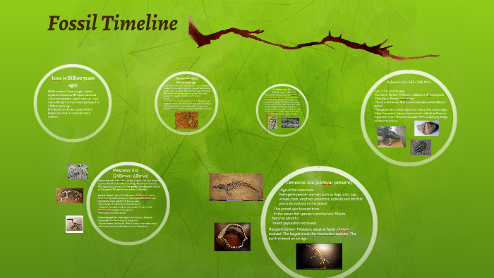 Fossil Timeline by Bianca Robertson on Prezi