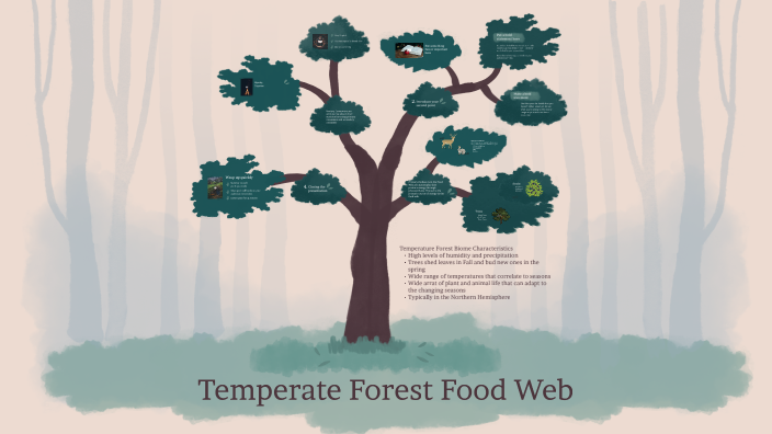 Temperate Forest Food Web by Ivory Riley on Prezi