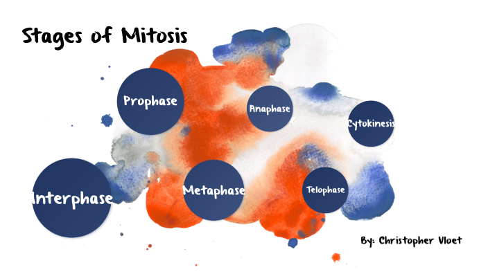 Stages of Mitosis Project by CHRISTOPHER VLOET (Student) on Prezi