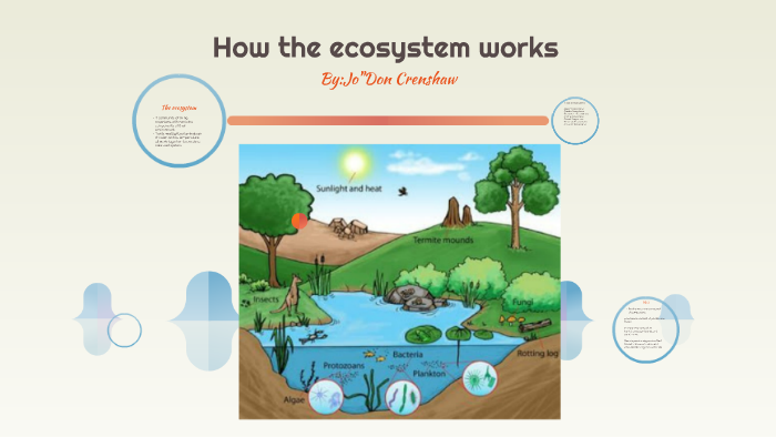 How the ecosystem works by Jo"Don Crensaw on Prezi